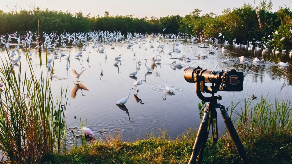BIRDWATCHING TOUR AROUND ISTANBUL – istanbulite